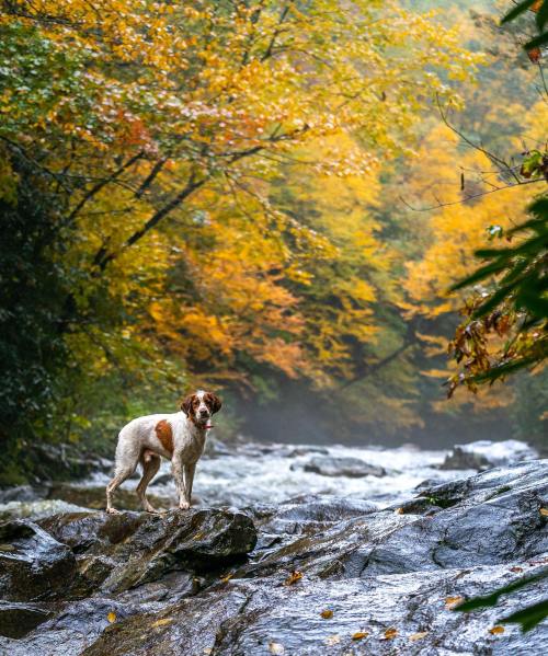 Enjoy An Unforgettable Adventure In North Carolina's Trout Waters