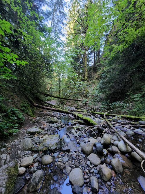 Explorer Falls: A Little-Known Forest Waterfall Trail In Washington