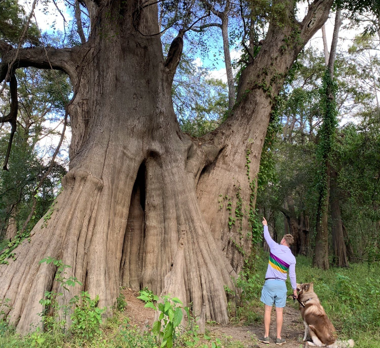 The Largest Bald Cypress Tree In The Country Is In Louisiana