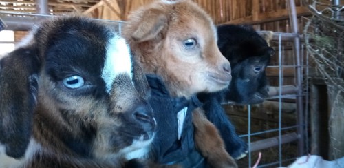 Hike With Goats At This Farm In Pennsylvania