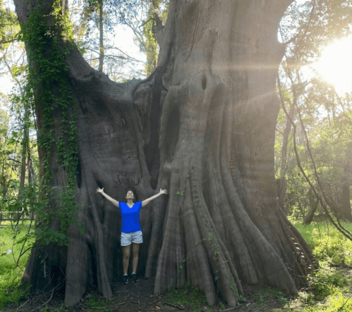 The Largest Bald Cypress Tree In The Country Is In Louisiana