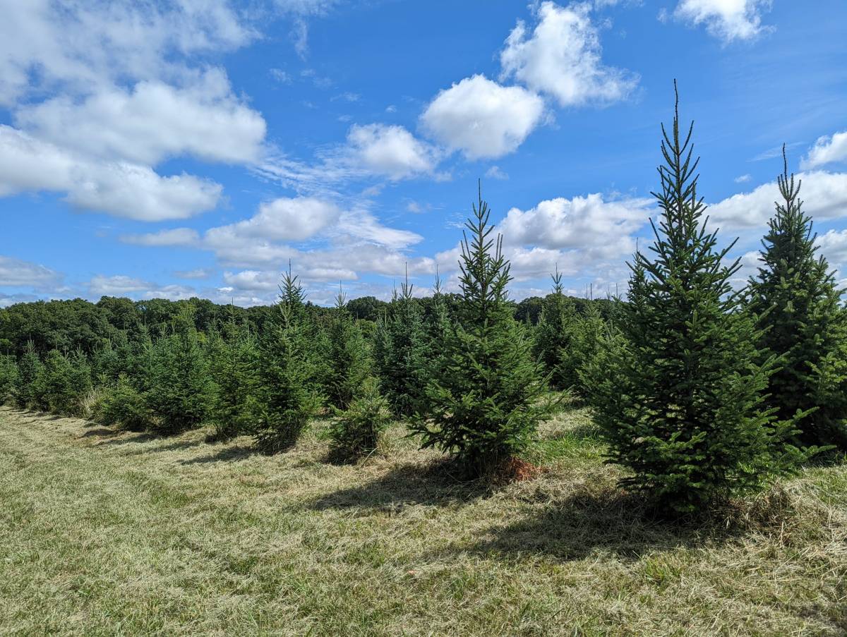 Explore This Idyllic Christmas Tree Farm In Missouri