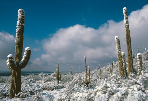 Coldest Winter In Arizona: January 1971