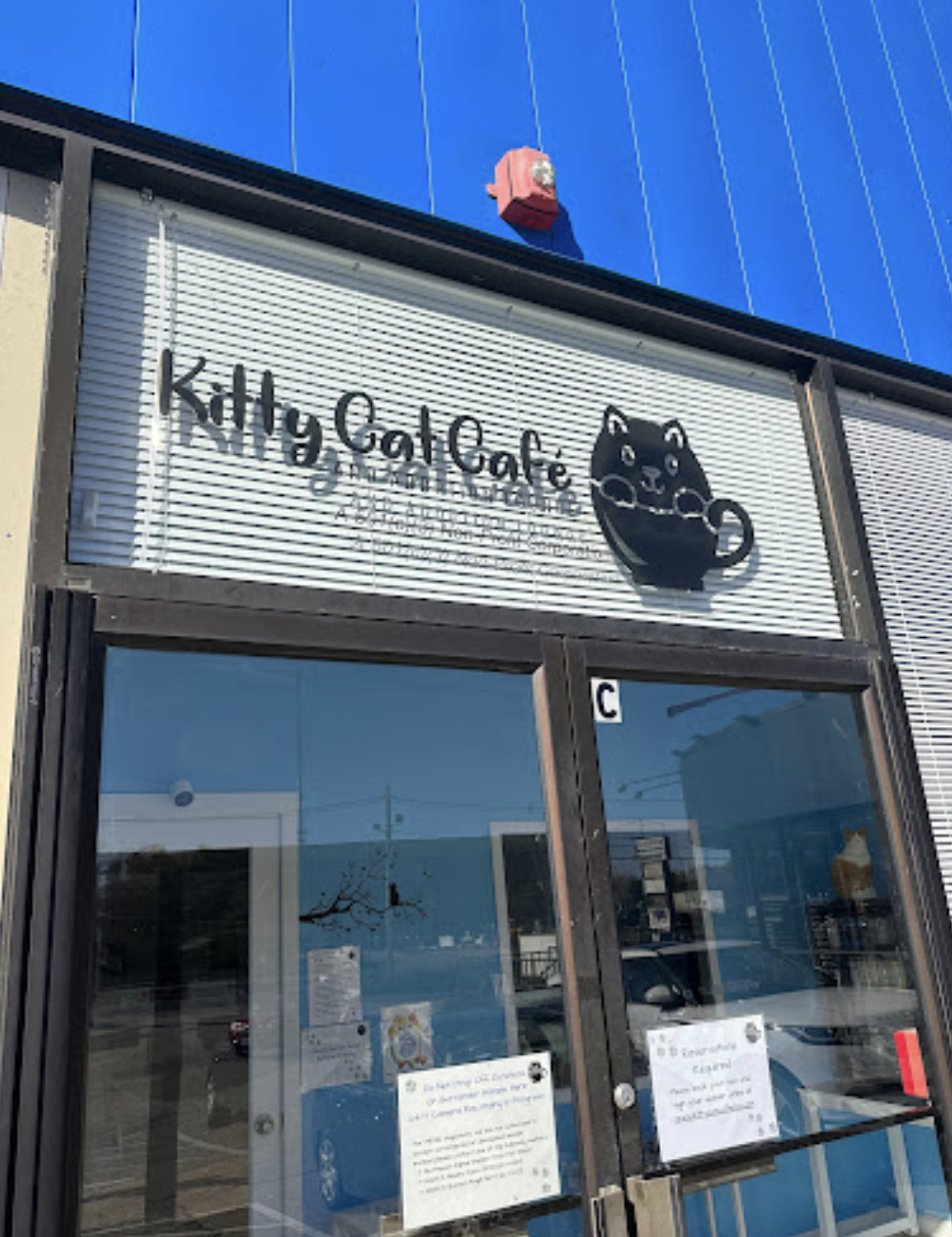 Kitty Cat Cafe Is A Cat Cafe In Massachusetts