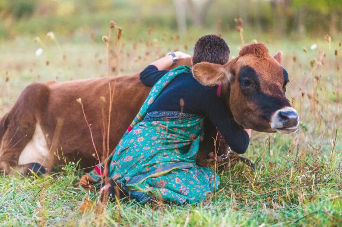Cuddle Cows At A Unique Airbnb Experience In Maybee Michigan