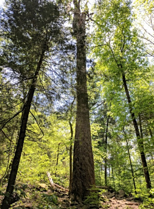 Bankhead National Forest Is An Ancient Forest In Alabama