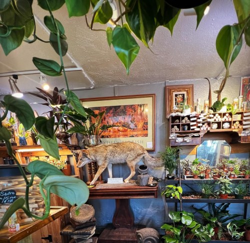 There's A Two-Story Oddities shop In Denver, Colorado