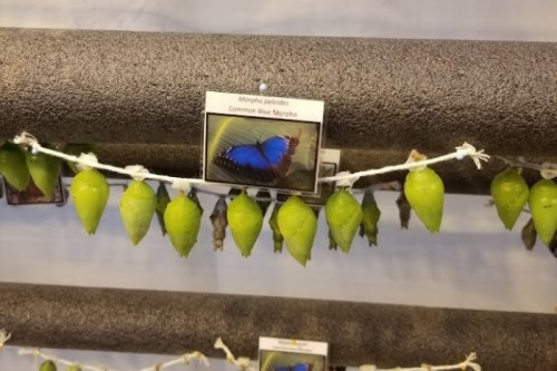 Butterfly House In Connecticut Is A Magical Experience