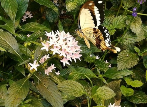 Butterfly House In Connecticut Is A Magical Experience
