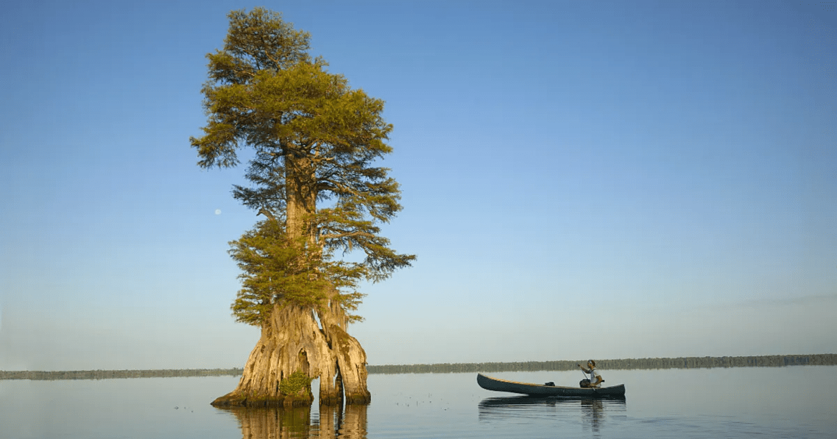 Great Dismal Swamp In Virginia Is A Beautiful, Surreal Place