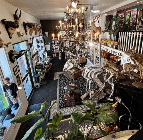 There's A Two-Story Oddities shop In Denver, Colorado