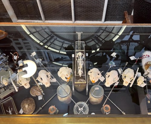 There's A Two-Story Oddities shop In Denver, Colorado