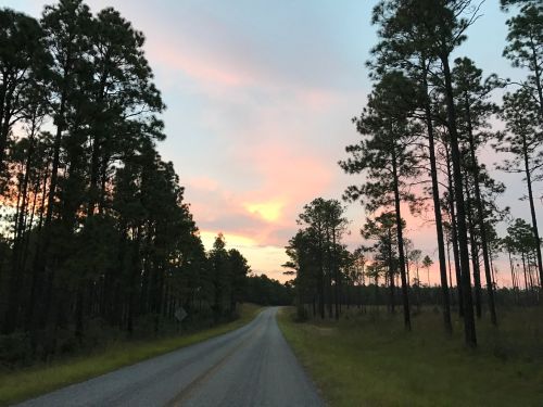 Take A Drive Down The Longleaf Pine Scenic Byway In Louisiana