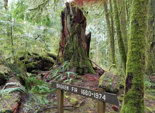 Hidden Gem State Park In Rockport, WA: Rockport State Park