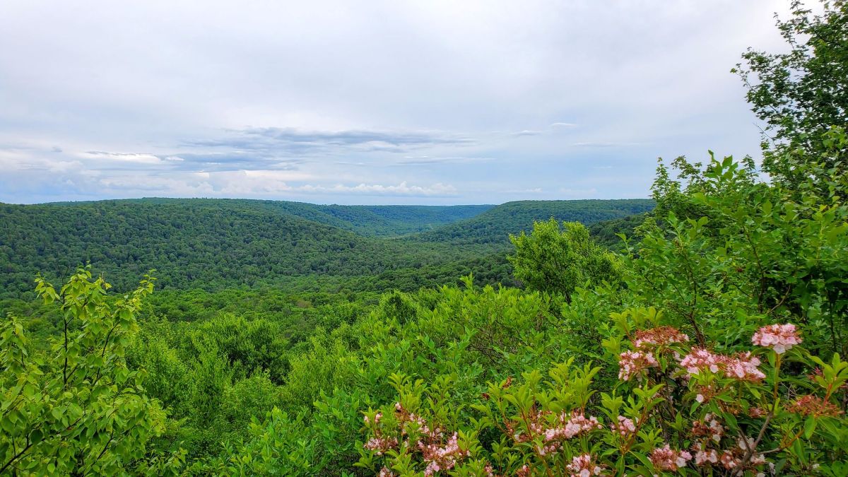 There’s An Emerald Forest In Pennsylvania That's Breathtaking