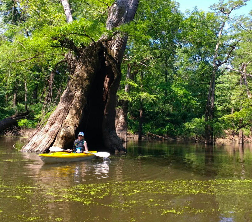 The Most Unique Tree In Louisiana Is Hiding In This State Park