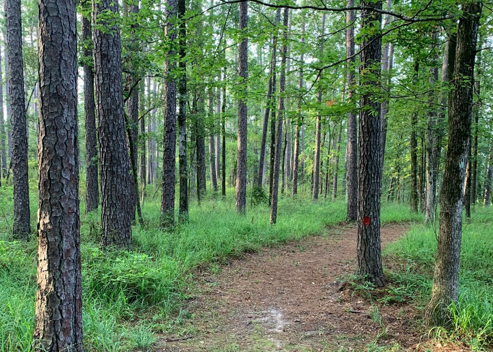 Enjoy A Peaceful Hike On This Forest Trail In Louisiana
