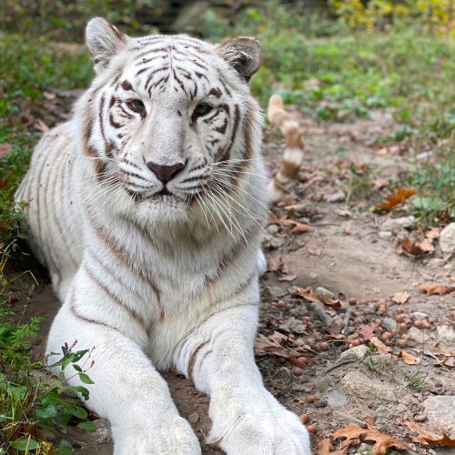 See The Animals At Southwick's Zoo In Massachusetts