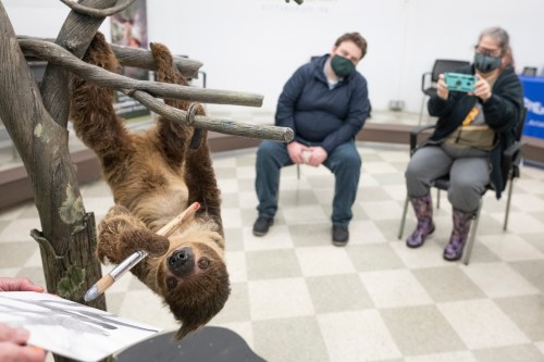 Feed A Sloth At National Aviary In Pennsylvania