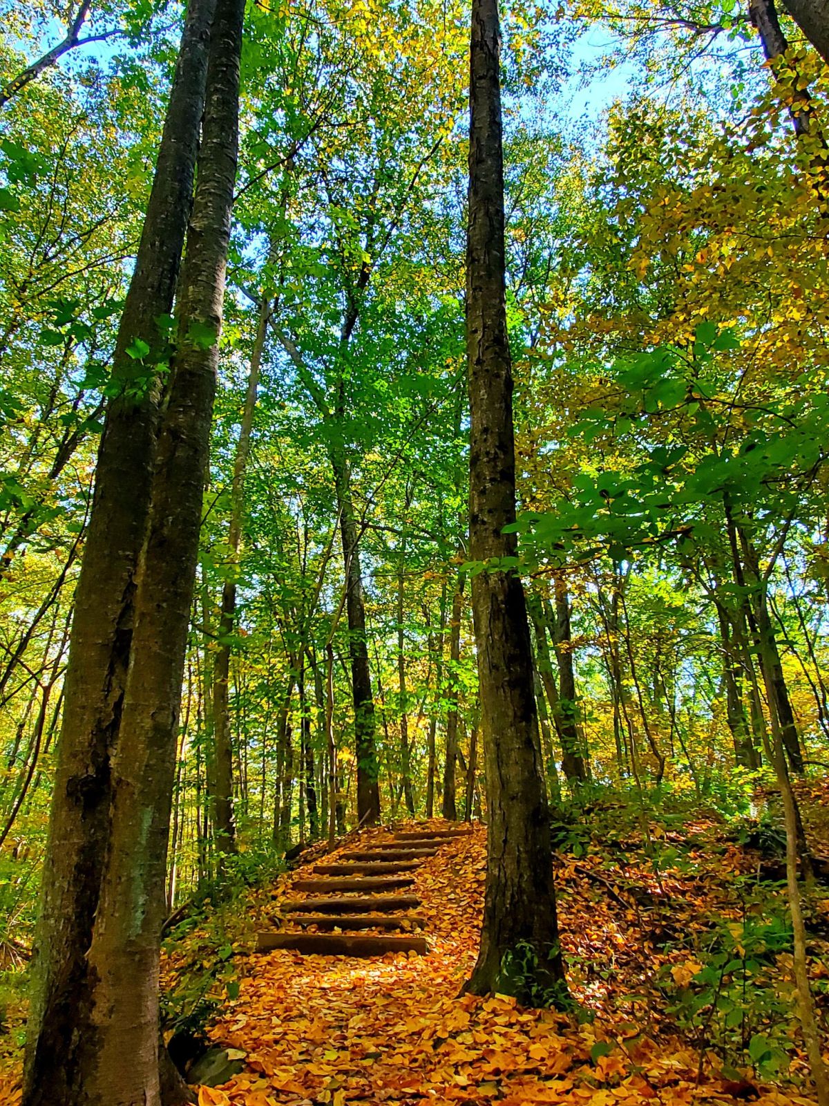 Hike To An Emerald Forest On This Easy Trail In Rhode Island