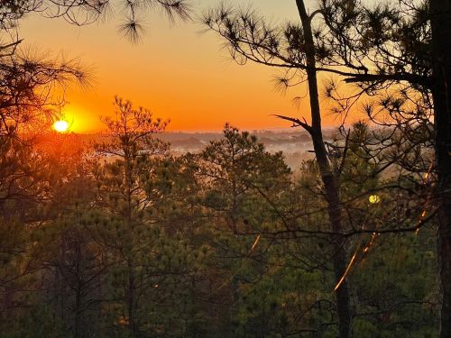 Take A Drive Down The Longleaf Pine Scenic Byway In Louisiana