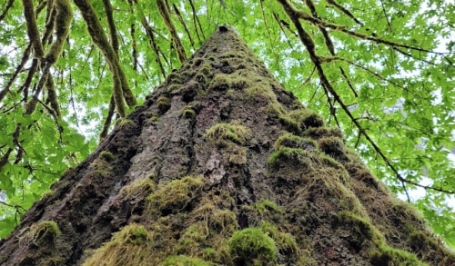 Hidden Gem State Park In Rockport, WA: Rockport State Park