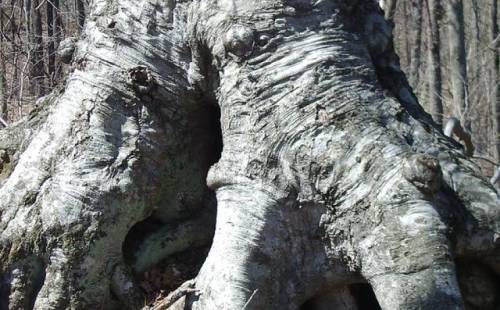 One Of The Best Natural Wonders In Missouri Is In This Tiny Park