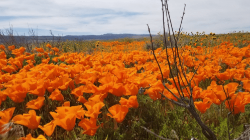 Celebrate Poppies At This Poppy Festival In Southern California