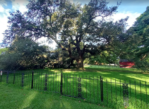 Emancipation Oak In Virginia Is An Ancient Oak Tree