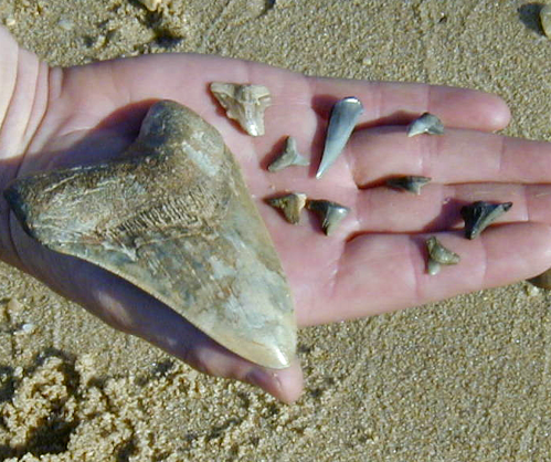 This Incredible Fossil Beach In Virginia Will Take You Back In Time