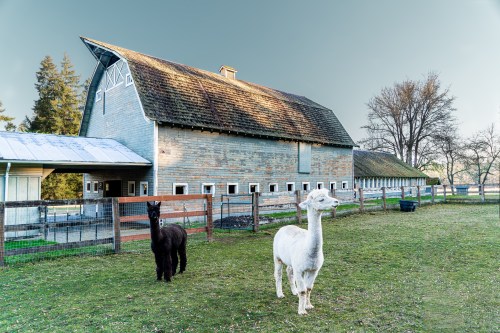 Take A Nature Walk With Llamas At This Washington Farm