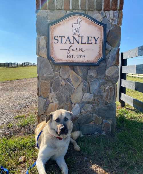 Stanley Alpaca Farm In South Carolina Makes For A Fun Family Day Trip