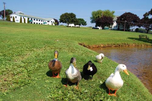 Friendly Farm Restaurant: A Country Restaurant In Maryland