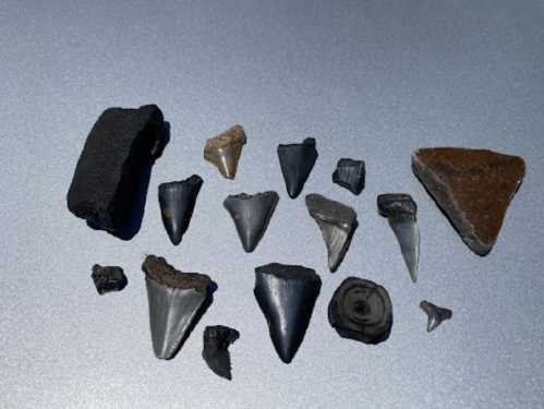 One Of The Best Places For Fossil Hunting In South Carolina