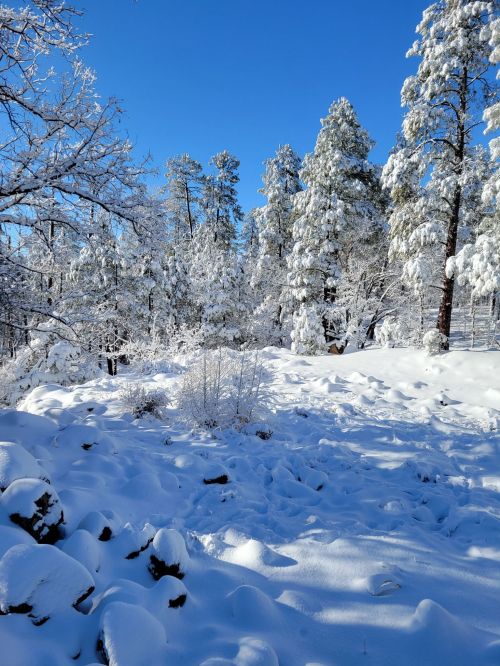 Best Winter Towns in Arizona: Pinetop-Lakeside, Arizona