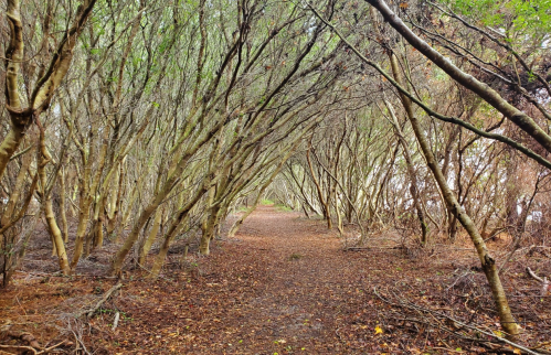 Rackliffe House Trail Loop: A Tree Tunnel Hike In Maryland