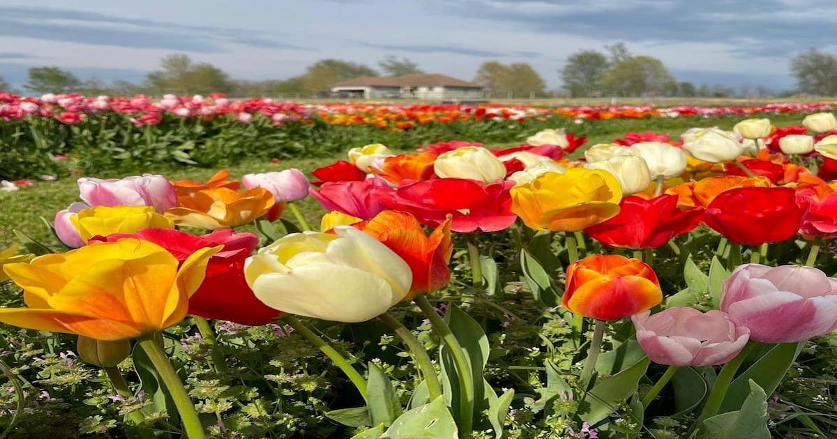 True Colors Farm, A Tulip Farm In Arkansas, Will Be In Full Bloom Soon ...