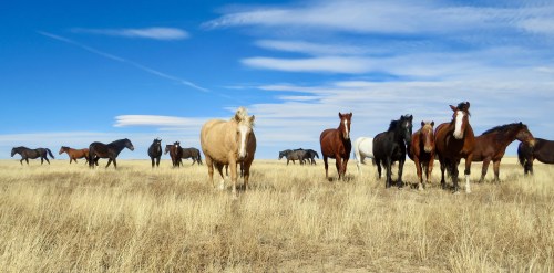 Animal Sanctuary In Trinchera, Colorado: Engler Canyon Ranch