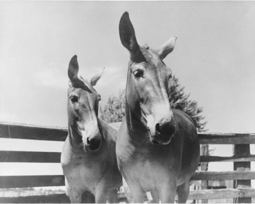 10 Fun Facts About Missouri That Sound Made Up But Aren't