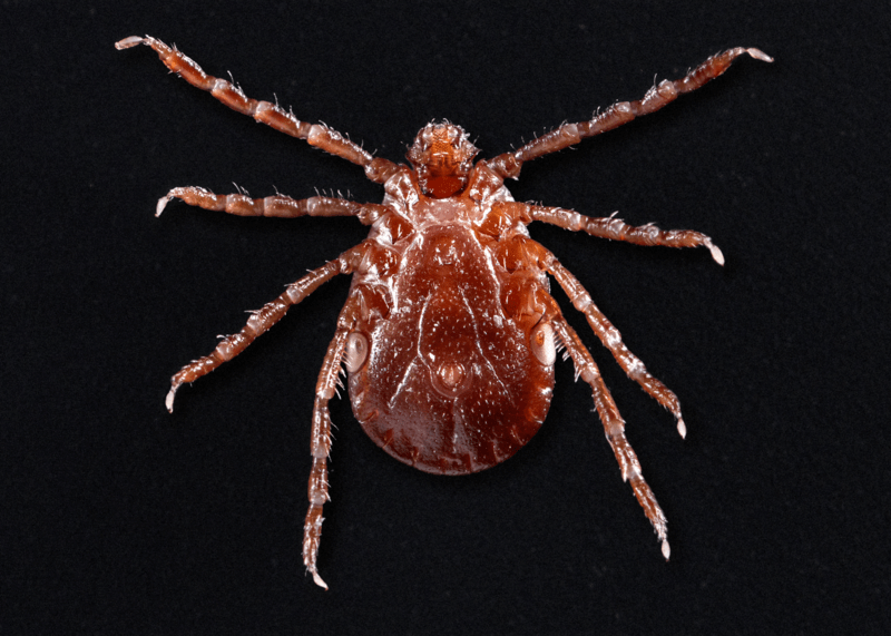 Keep An Eye Out For This New Type Of Tick In Rhode Island