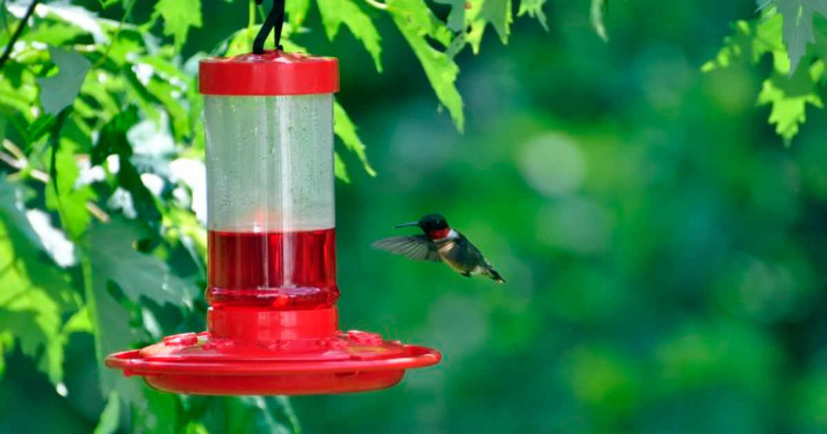 Keep Your Eyes Peeled, Thousands Of Hummingbirds Are Headed Right For ...