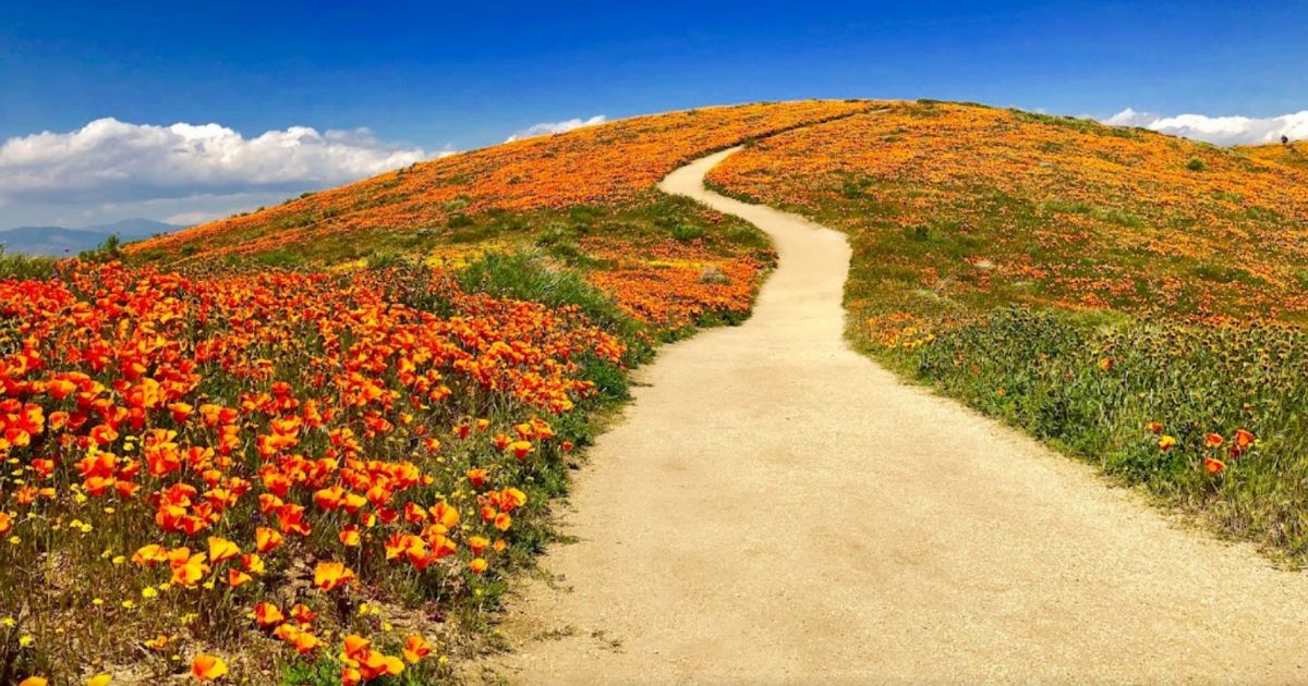 Southern California’s Annual Poppy Festival Belongs On Your Springtime ...