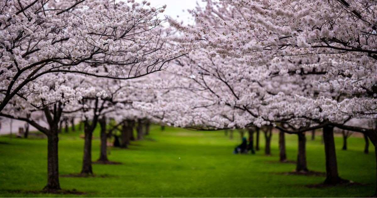 See Cherry Blossoms In Cleveland At Brookside Reservation