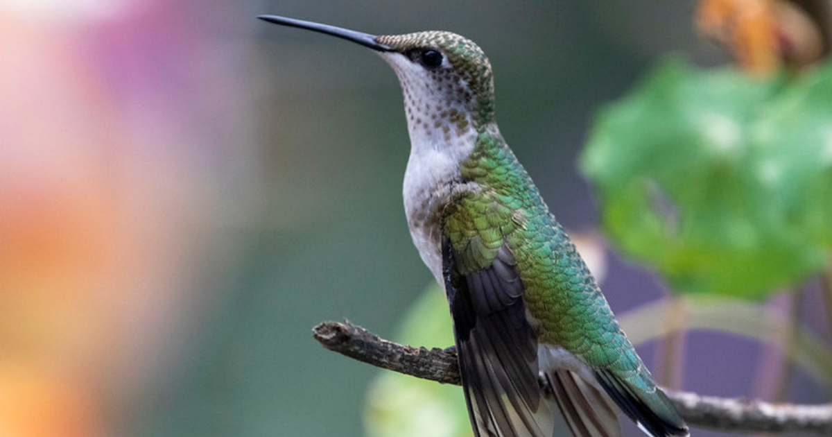 Keep Your Eyes Peeled, Thousands Of Hummingbirds Are Headed Right For ...