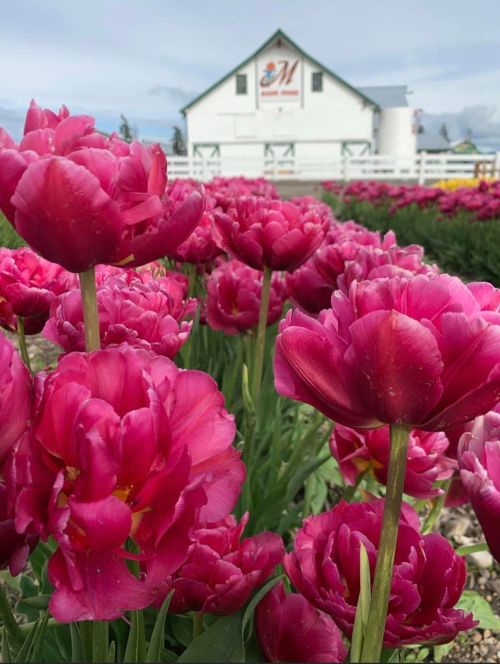Explore Washington's Most Beautiful Tulip Fields