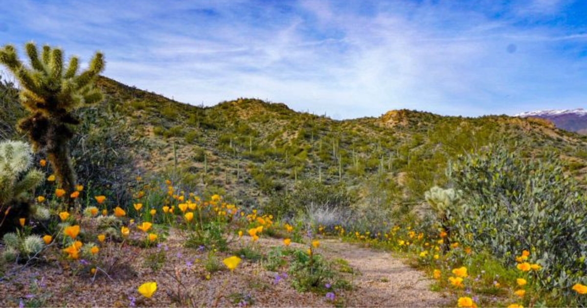 Best Wildflower Hikes In Arizona: Palo Verde Trail Near Phoenix