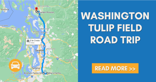 Explore Washington's Most Beautiful Tulip Fields
