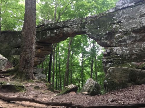 Best Hiking Trails in Sewanee, Tennessee for an Epic Weekend