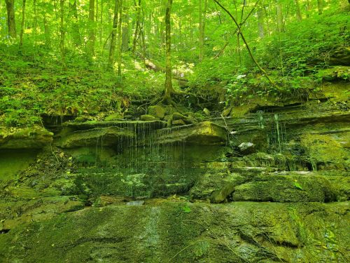 Best Hiking Trails in Sewanee, Tennessee for an Epic Weekend