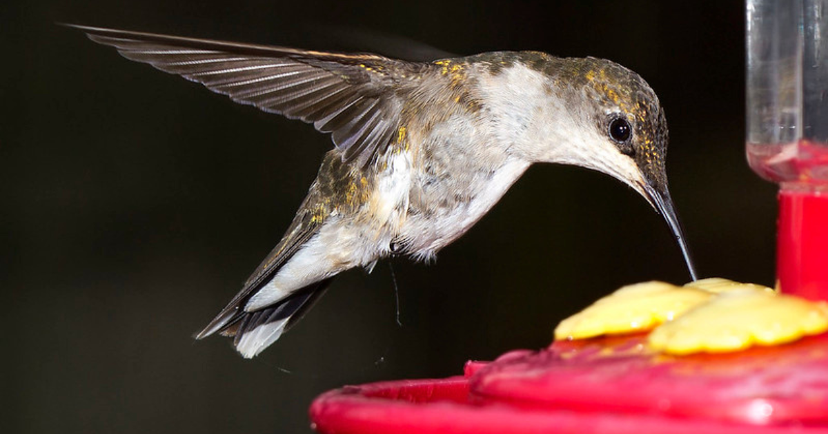 Keep Your Eyes Peeled, Thousands Of Hummingbirds Are Headed Right For ...